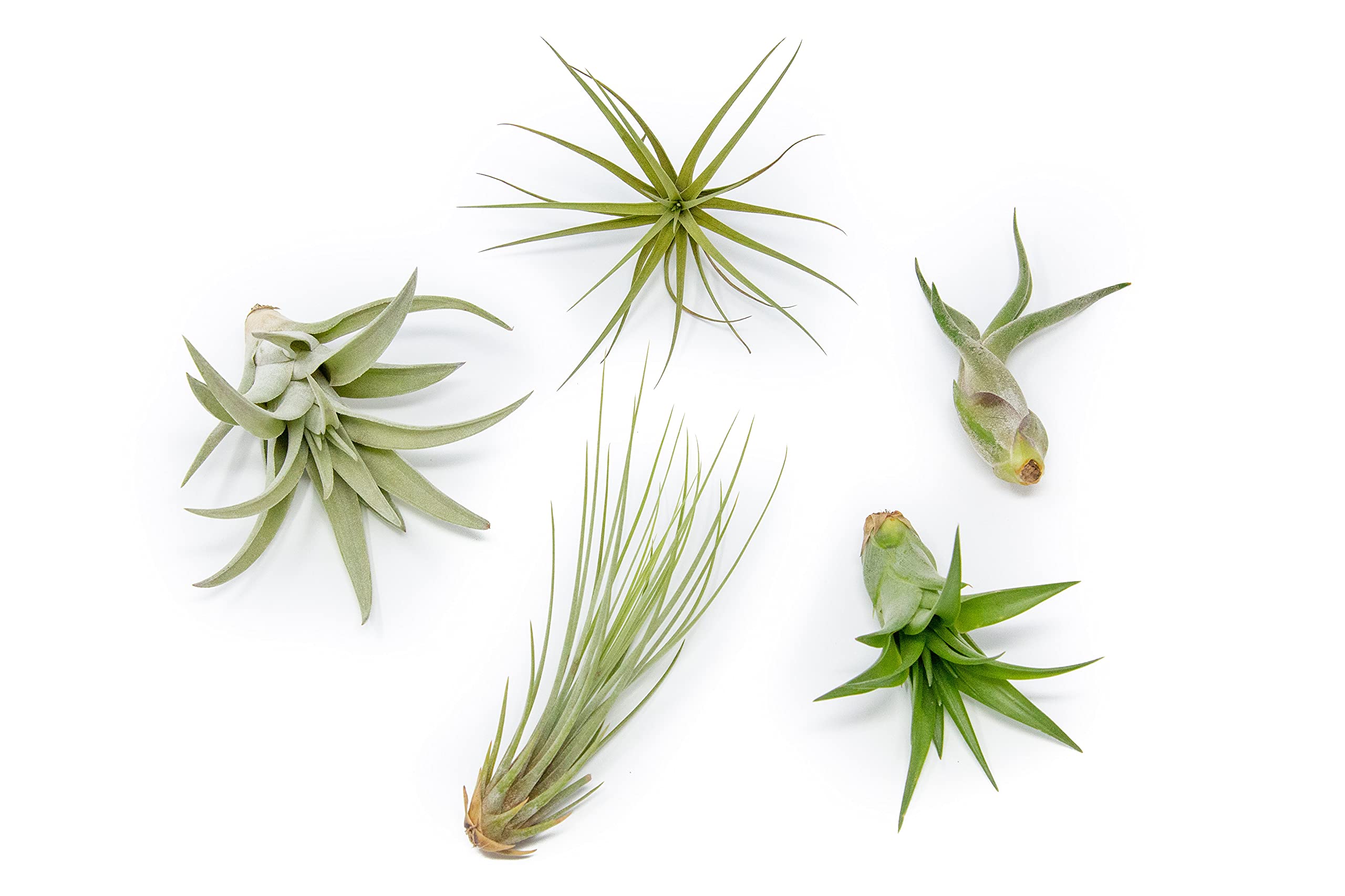 5 Pack of Classic Air Plants Variety - Live Succulent House Plants - Available in Wholesale and Bulk - Home and Garden Decor - Easy Care Indoor and Outdoor Plants