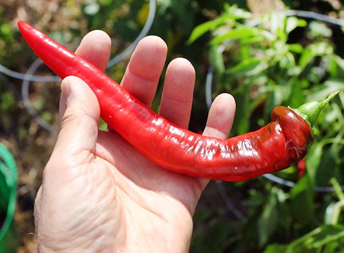 30+ Italian Jimmy Nardello's Sweet 12" Long Pepper Seeds, Heirloom Non-GMO, Prolific, Juicy, Delicious! from USA