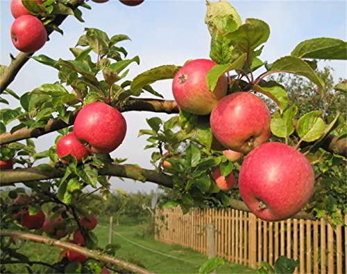 30+ Seeds Red Delicious Apple Seed Fruit Plant Garden Outdoor Rare Apple Tree Seeds