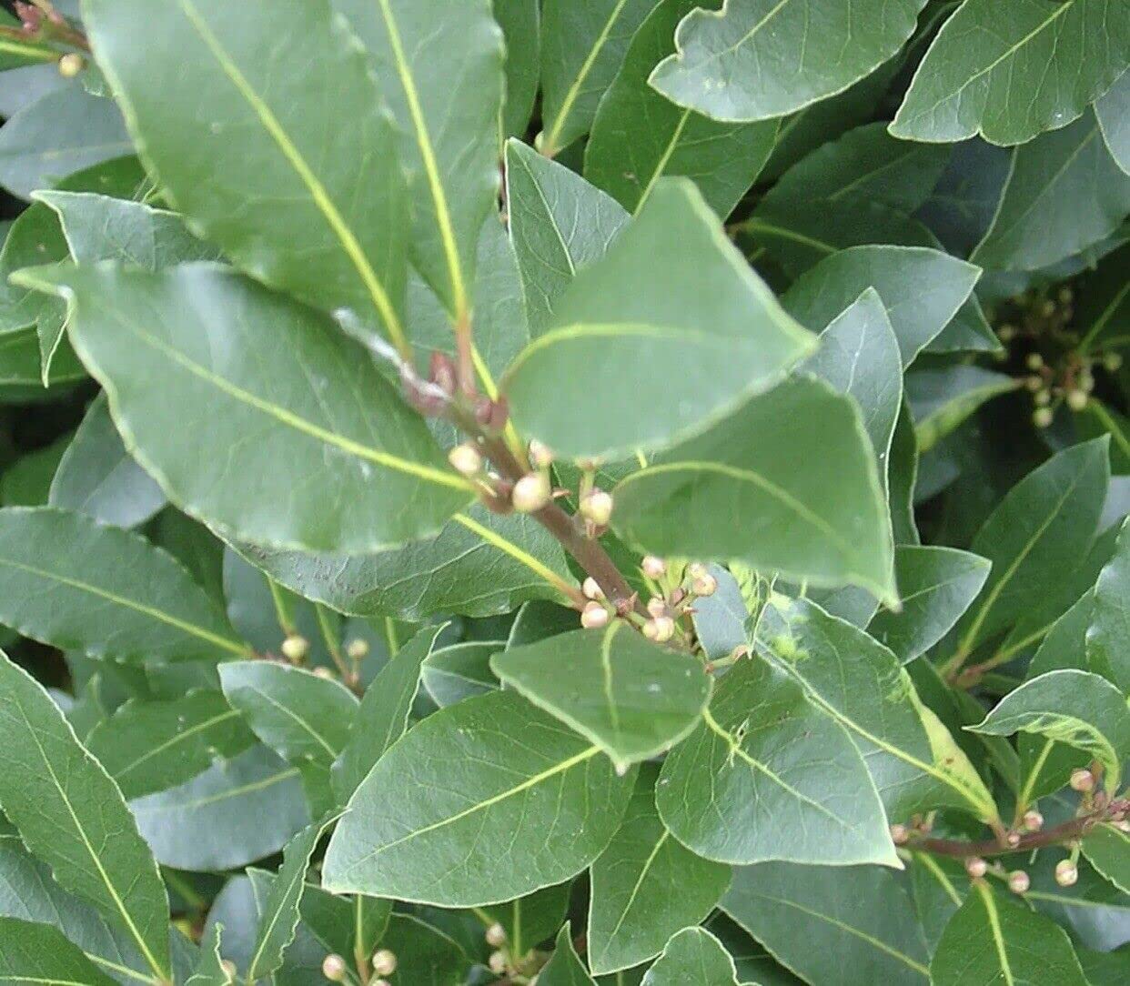 2 Live Plants Laurus Nobilis Bay Leaf Tree Bay Laurel Or Sweet Bay Plant 5 to 6 in Tall