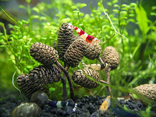 Aquatic Arts 50 Alder Cones | Shrimp Aquarium Decorations |pH Reducer & Buffering Water Treatment |Freshwater Fish Tank Supplies/Accessories