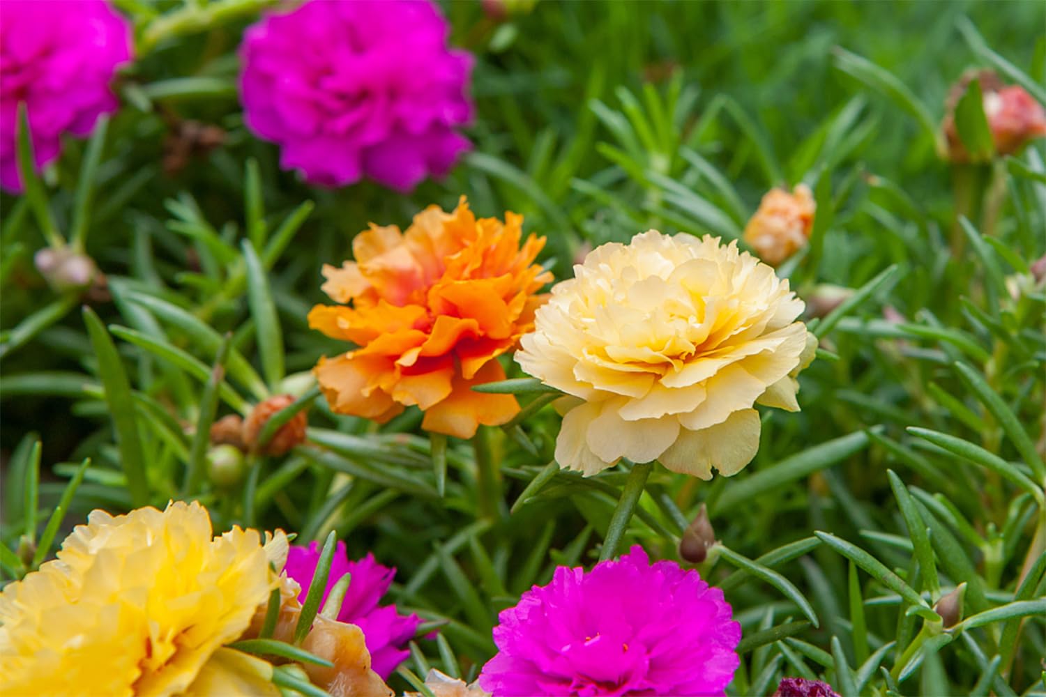 2000+ Moss Rose Seeds for Planting Outdoor Rare Purslane Seeds Succulent Ground Cover Plant Portulaca Oleracea Seeds