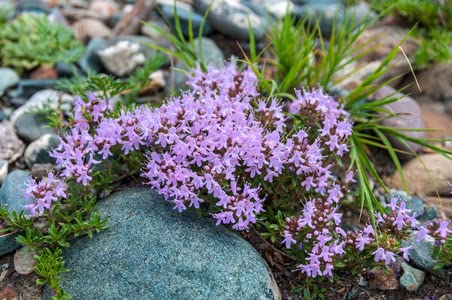 3000+ Mix Creeping Thyme Seeds Ground Cover for Planting , Heirloom Thymus Serpyllum , Ground Cover Plants Easy to Plant and Grow, Non-GMO Yellow, Pink, Blue