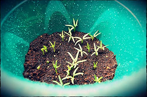 2000+ Seeds Kangkong Seeds - Rau Muong, Ong Choy, Brown - Chinese Spinach - Cong Xin CAI Seeds, kangkung Seeds for Planting