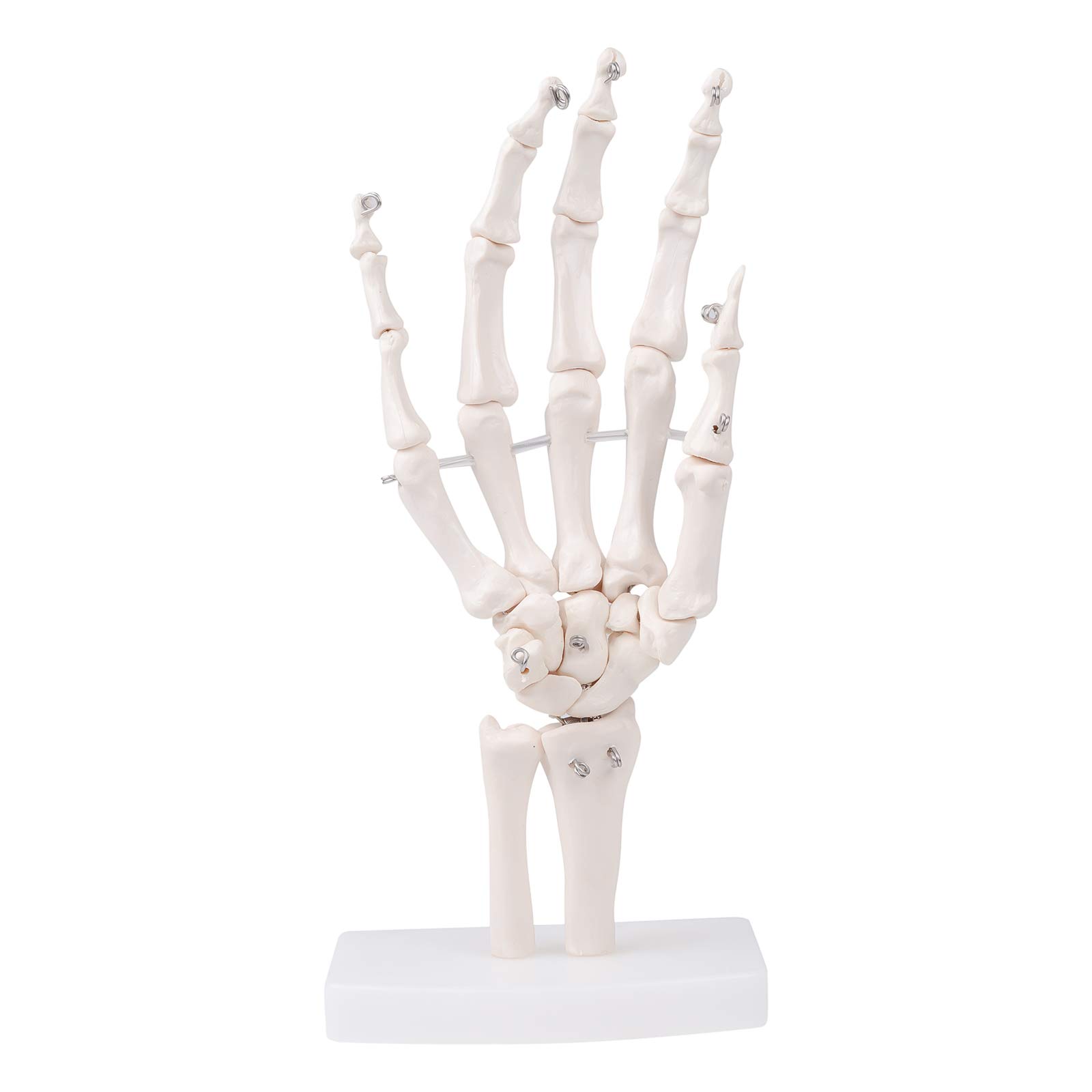 Hand Joint Anatomical Model Skeleton Model Human Medical Anatomy Life Size Educational Hand Bone Mold Anatomical Hand