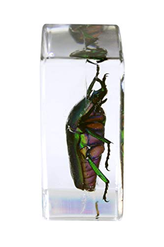 Celestron – Real 3D Bugs in Clear Resin – 4pc Set Includes Wasp, Ant, Chafer, and Beetle Specimens – Perfect for Science Eduction and Classroom – Use with Digital and Stereo Microscopes