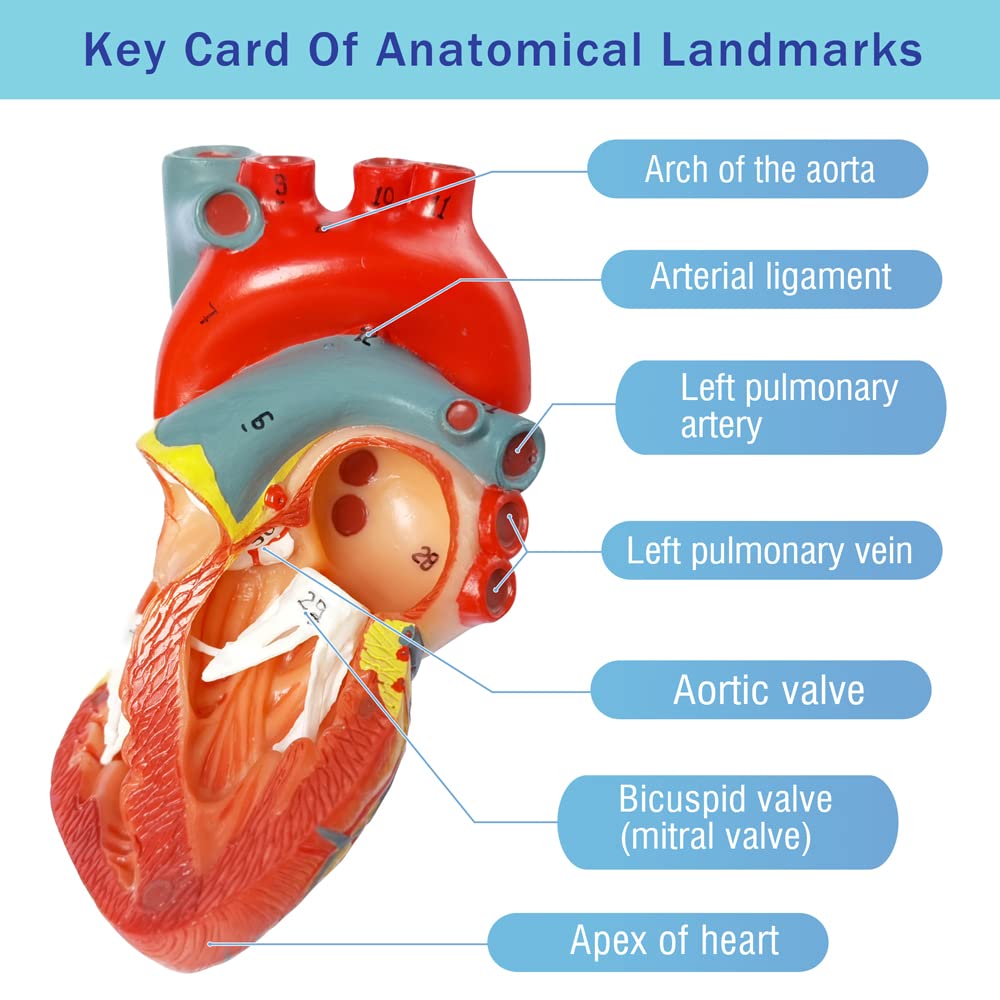 EVOTECH SCIENTIFIC Human Heart Model For Anatomy, 2 - Part Heart Models Anatomy Life Size Medical Heart Model for Classroom and Cardiology Study