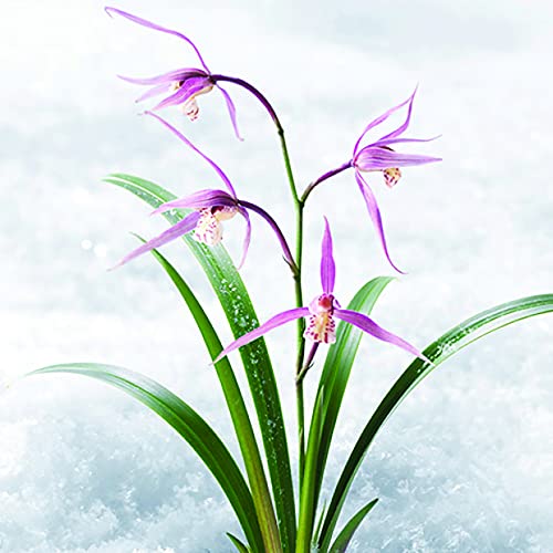 innisfree Orchid Youth Enriched Emulsion Hyaluronic Acid Face Moisturizer