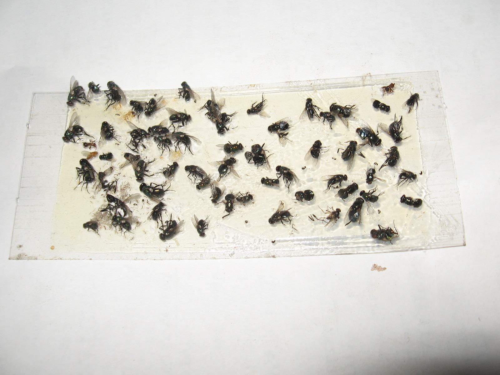 8 pk Economy All Insect Traps/Glue Boards/Window Strips. Fly, Bees, Wasps, Asian Beetles +