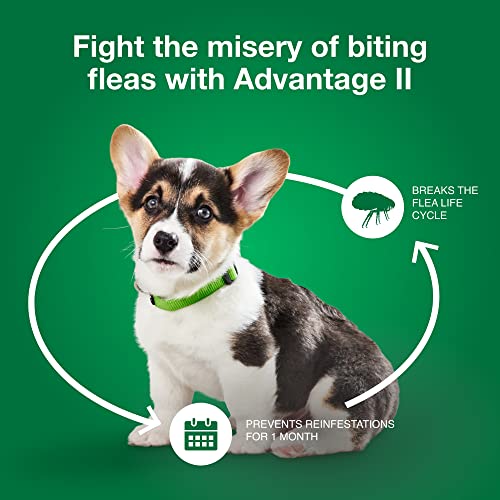 Advantage II Small Dog Vet-Recommended Flea Treatment & Prevention | Dogs 3-10 lbs. | 4-Month Supply