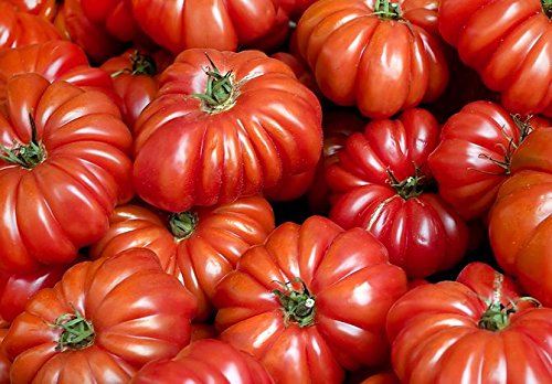 30+ Costoluto Genovese Pomodoro Tomato Seeds, Heirloom Non-GMO, Low Acid, Indeterminate, Open-Pollinated, Productive from USA