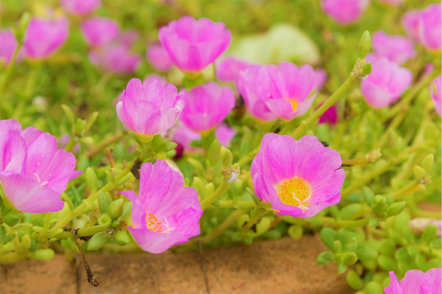 2000+ Moss Rose Seeds for Planting Outdoor Rare Purslane Seeds Succulent Ground Cover Plant Portulaca Oleracea Seeds