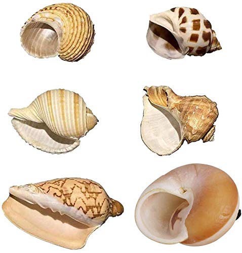 Petawi Hermit Crab Shells Large Medium XLarge Natural Growth Shells for Hermit Crab Variety Turbo Seashells Sea Conch No Painted Hermit Crab Supplies
