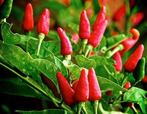 30+ Tabasco Hot Pepper Seeds Heirloom Non-GMO Red Chili Spicy, Rich Flavor, Productive, from USA HARLEY SEEDS