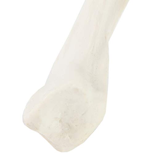 Axis Scientific Fibula Bone Model | Right | Cast from a Real Human Fibula Bone l Lower Leg Bone Model Has Realistic Texture and Important Bony Landmarks | Includes Product Manual