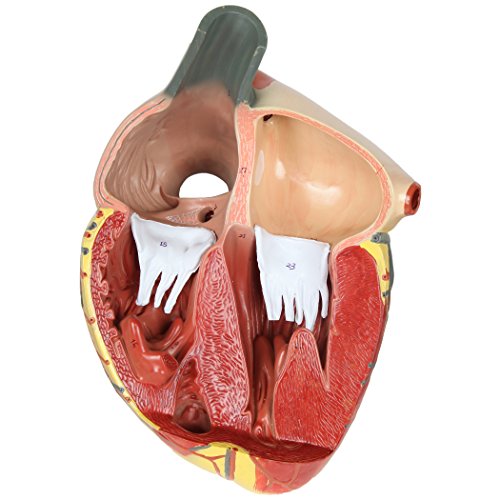 Axis Scientific Enlarged Human Heart Model, 3x Life-Size, Anatomically Accurate 3-Part Numbered Anatomical Heart Illustrates 34 Internal Structures, Magnetically Connected, Includes Product Manual