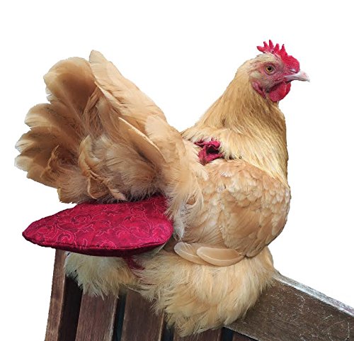 Chicken Diaper-S-Blue
