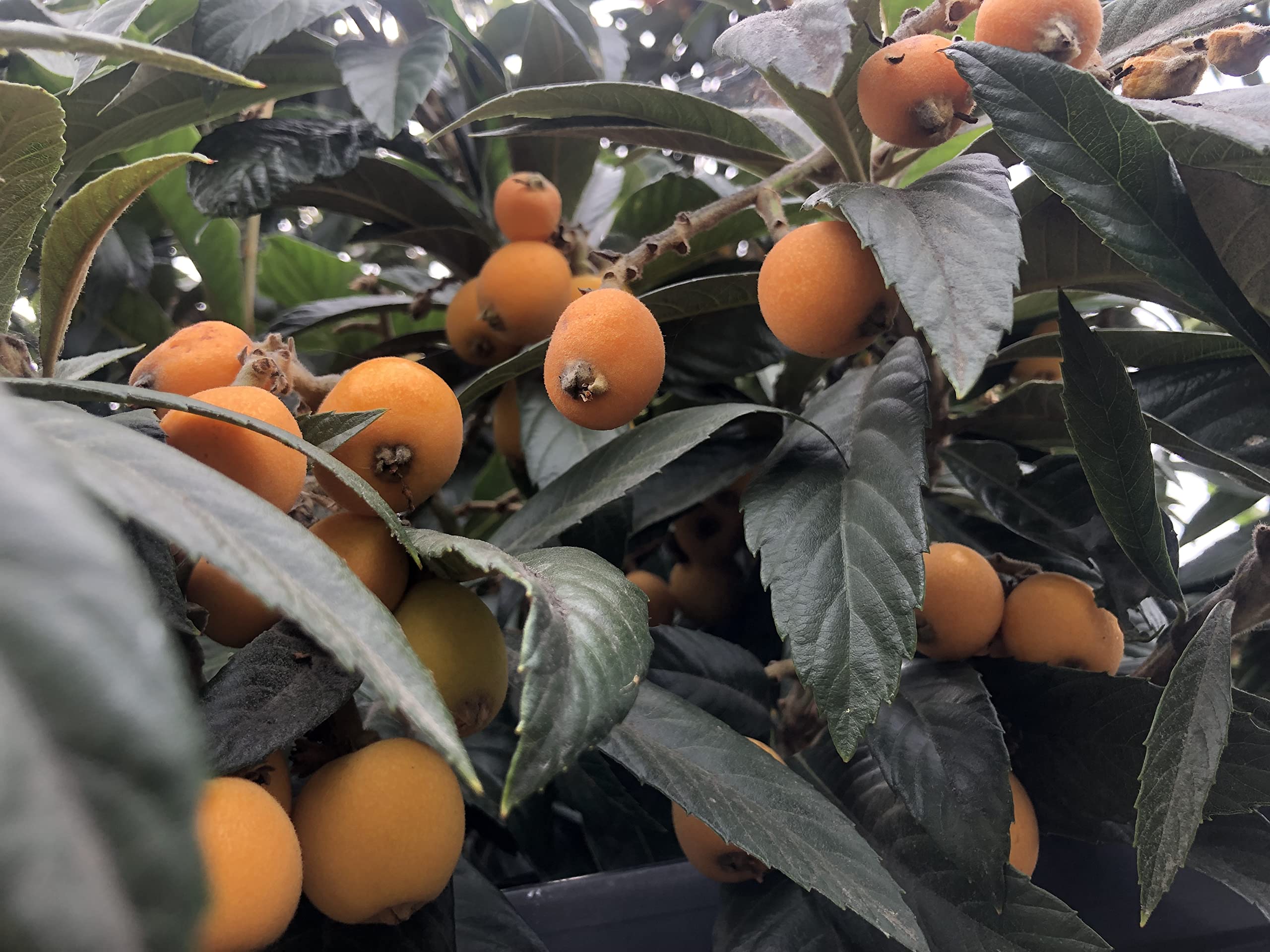 2 Packages of Loquat Fruit Eriobotrya Japonica Seeds - 5 Seeds Per Package
