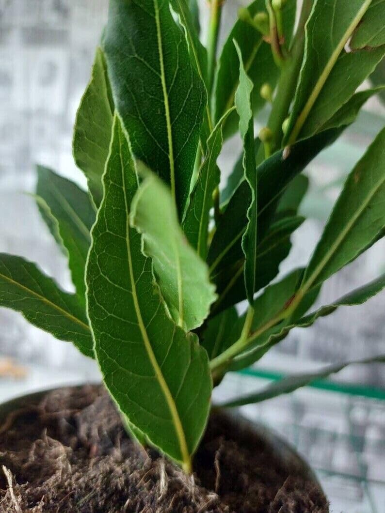 2 Live Plants Laurus Nobilis Bay Leaf Tree Bay Laurel Or Sweet Bay Plant 5 to 6 in Tall