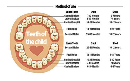 Baby Tooth Box ,Wooden Kids Keepsake Organizer for Baby Teeth, Cute Children Tooth Container with Tweezers and lanugo Bottle to Keep the Childhood Memory (Boy)