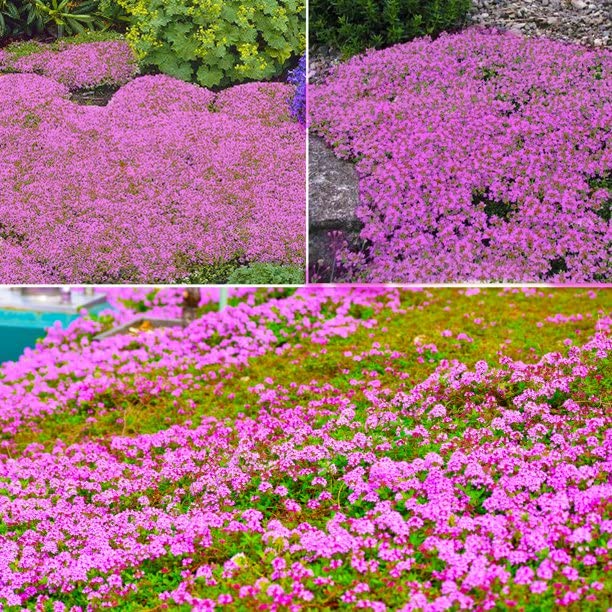 13000+ Magic Carpet Creeping Thyme Seeds - Beautiful Ground Cover Flower Seeds Perennial Flower Seeds for Landscaping