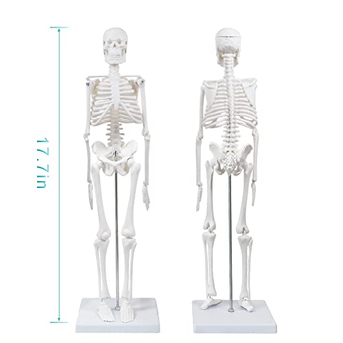 Aliwovo Skeleton Model Anatomy Mini Human Anatomical Skeleton Medical Education Study 17.7"Model with Colorful Manual and Exquisite Packaging
