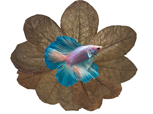 Betta/Shrimp Leaves 10 4"-6" Premium Catappa Indian Almond Leaves Natural Habitat Tannin Producing Improves Immunity, Easy to USE Awesome Aquatic