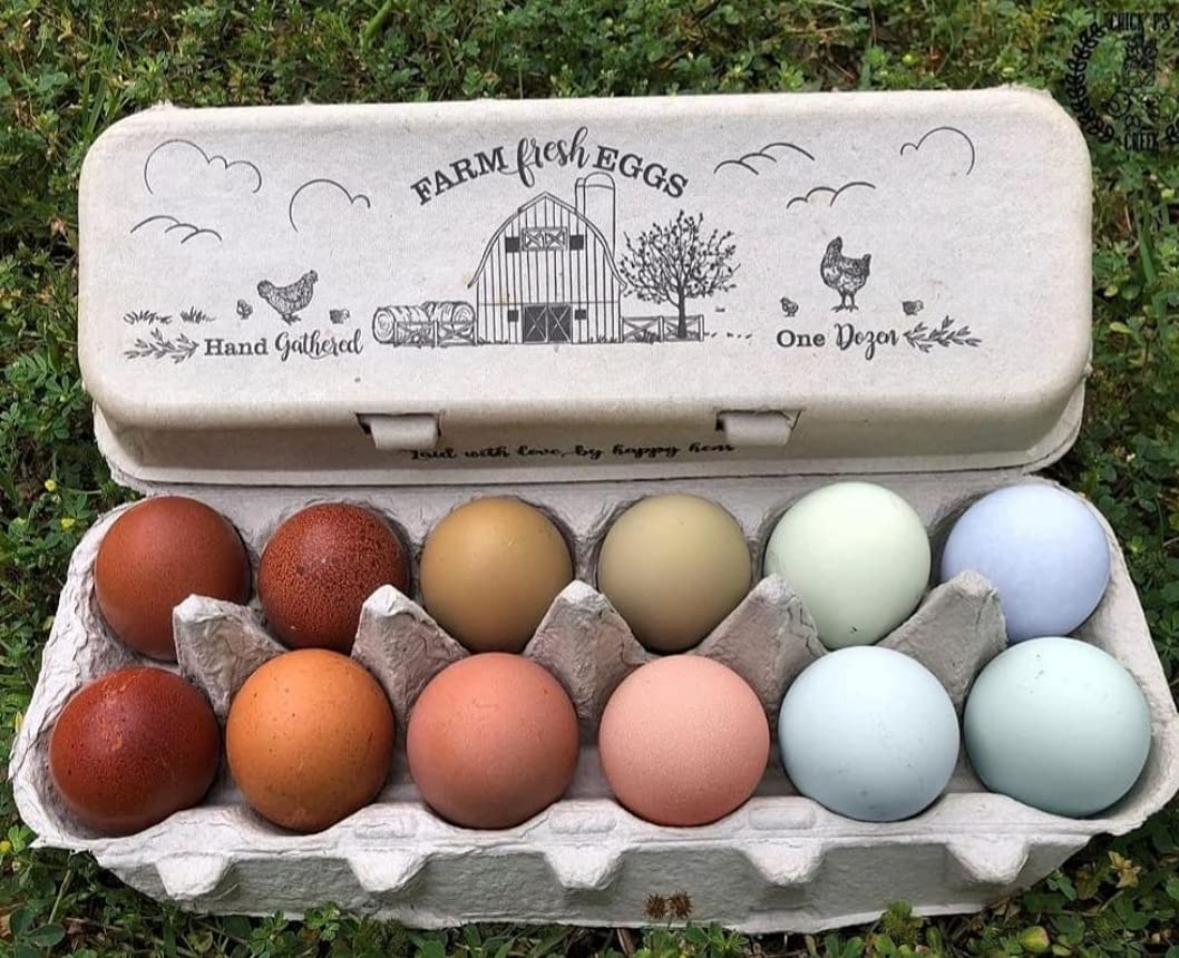 20 Egg Cartons – Adorable Printed Vintage Design Flattop Carton for your Farm Fresh Eggs, 100% Recycled & Eco-friendly Cartons, Sturdy & Reusable, Holds Small to XL Chicken Eggs