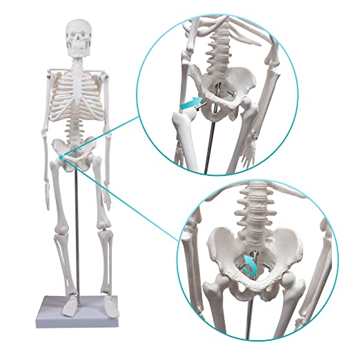 Aliwovo Skeleton Model Anatomy Mini Human Anatomical Skeleton Medical Education Study 17.7"Model with Colorful Manual and Exquisite Packaging
