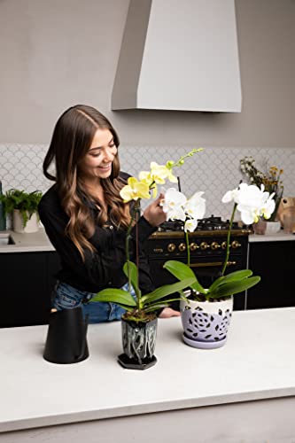 rePotme) 4 x 6 inch Hexagon Ceramic Orchid Pot with Matching Saucer (Teal Jade)