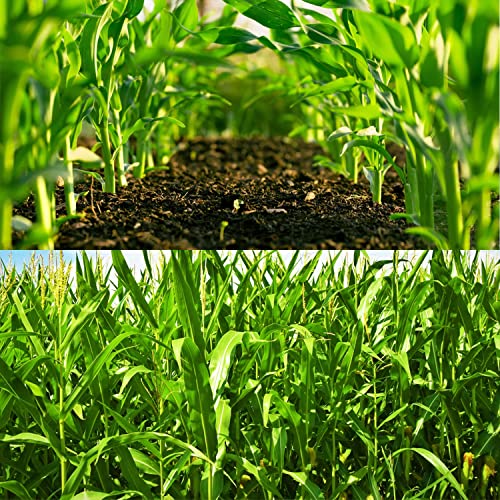 200 pcs "Peaches and Cream" Bi-Color Sweet Corn Seeds, Non GMO & Heirloom Seeds, Peaches & Cream Zea Mays Seeds