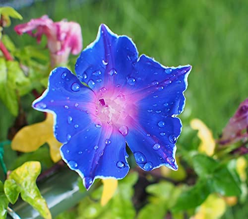 200+ Morning Glory Seeds for Planting, Mixed Color Ipomoea Nil Seeds Heirloom Vine, High Germination Rate Open Pollinated Seeds Wonderful Gardening Gifts