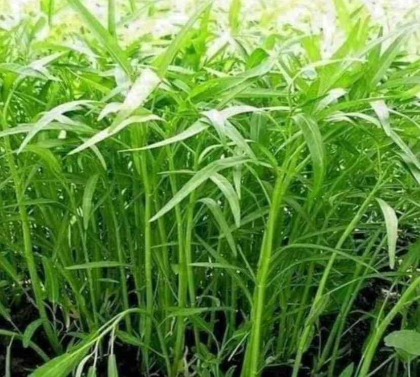 2000+ Seeds Kangkong Seeds - Rau Muong, Ong Choy, Brown - Chinese Spinach - Cong Xin CAI Seeds, kangkung Seeds for Planting