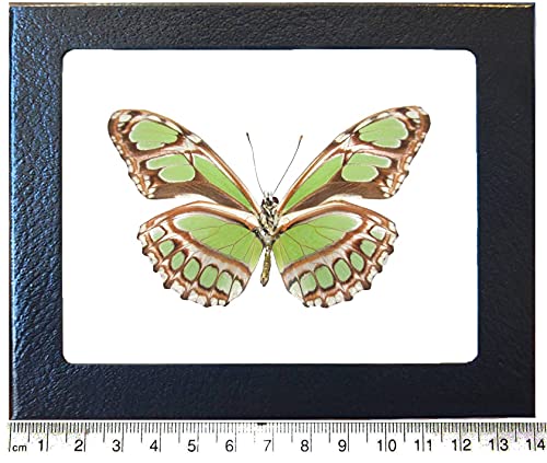 BicBugs Philaethria Dido Verso Real Framed Butterfly Green Peru