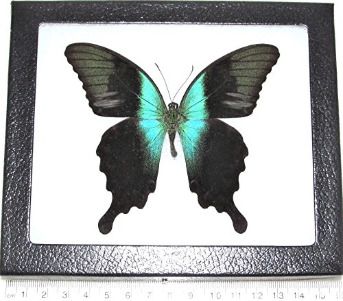 BicBugs Papilio adamantius REAL FRAMED BUTTERFLY BLUE GREEN