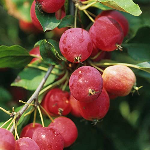 2 Dolgo Crabapple Trees Live Plants 12 to 22 Inc Tall, Crab Apple Fruits Crabapple Plants Seedling