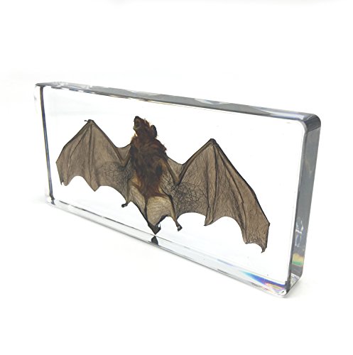 Bat Specimens Science Classroom Specimen for Science Education(5.5x2.5x0.7 Inch)