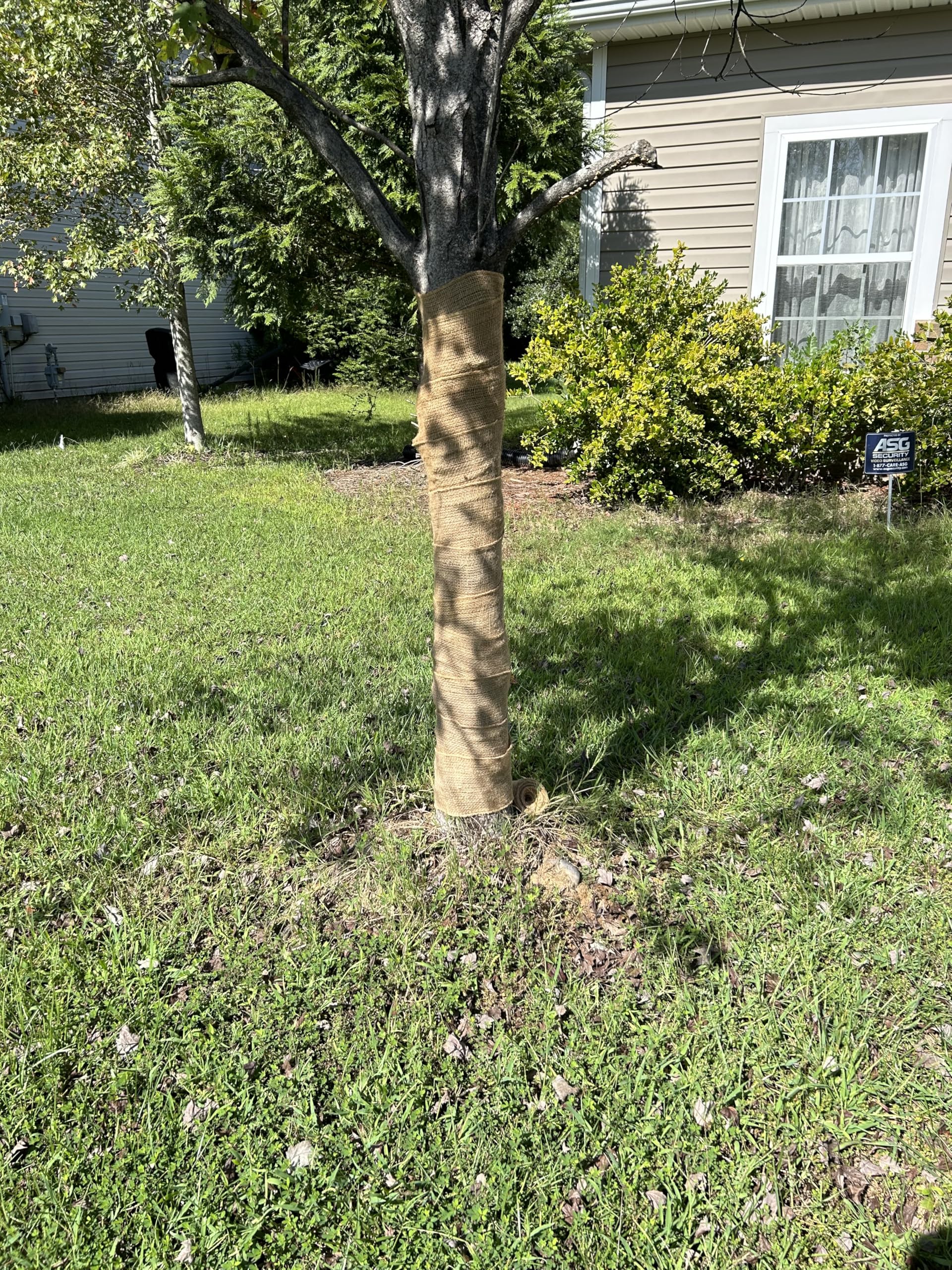 8 inch wide by 60 feet long tight weaved burlap tree plants wrap for protection ribbon | high density finished edges country style indoor outdoor table runner