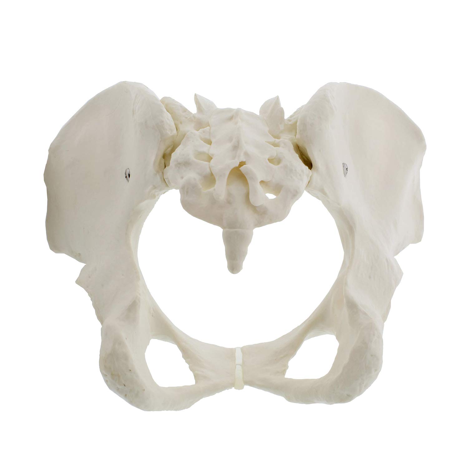 MonMed Life Size Female Pelvis Model, Hip Model β Female Anatomy Model, Hip Bone Pelvic Model Female Anatomical Model