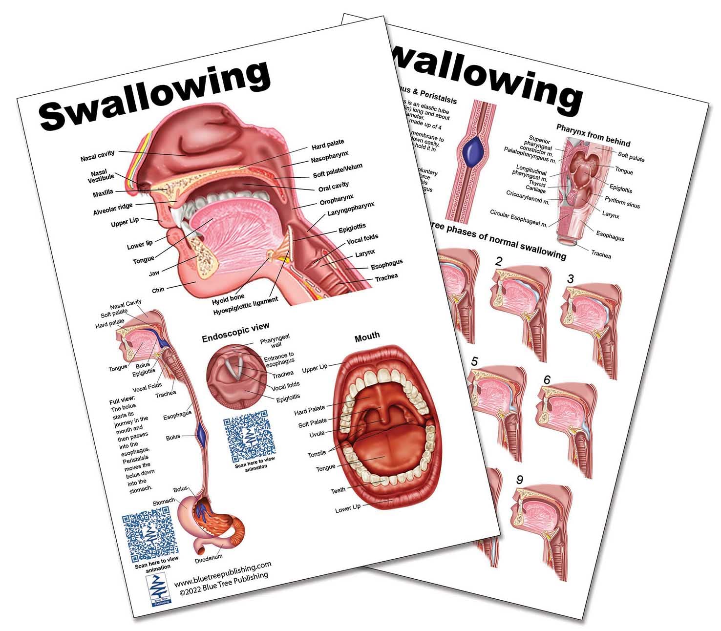 Blue Tree Publishing Swallowing anatomy education With QR Codes to see active animation (A4 laminated chart)