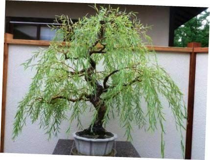 Australian Willow Bonsai Trees Fresh Cutting - Extensive Thick Trunks Fast Growing Light Bonsai Indoor Money Plant - Antique Piece for Your Home and Office