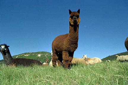 Alpaca Home | 100% Baby Alpaca Wool Sofa Throw Blanket - Two Sided, Hypoallergenic & Dye Free - Perfect for Snuggling (Ivory / Heather)