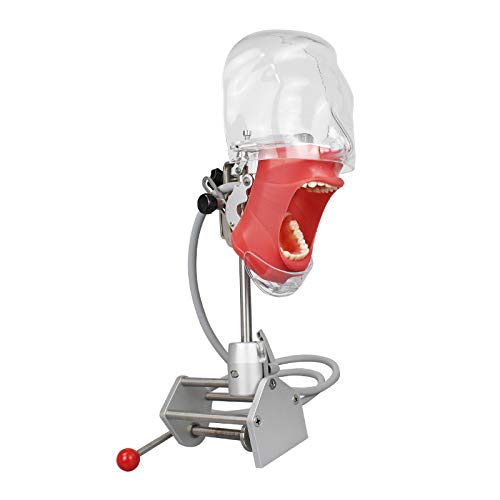 Dental Simulator Manikin Phantom Head Teeth Model Training Bench Mount Fix on Desk