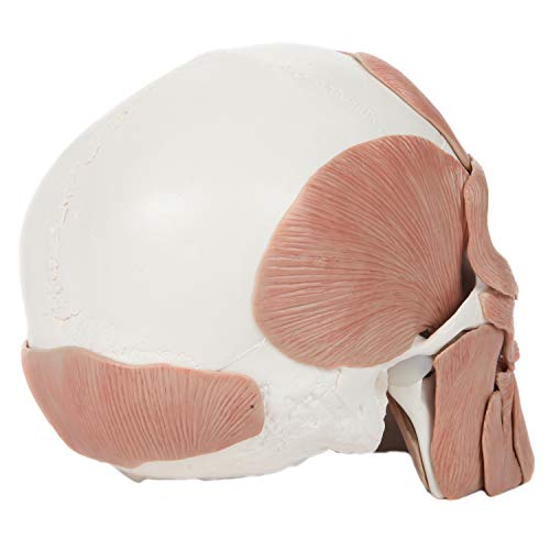 Axis Scientific 3-Part Painted Skull Model with Facial Musculature β Life Size Anatomical Skull Model with 36 Removable Parts