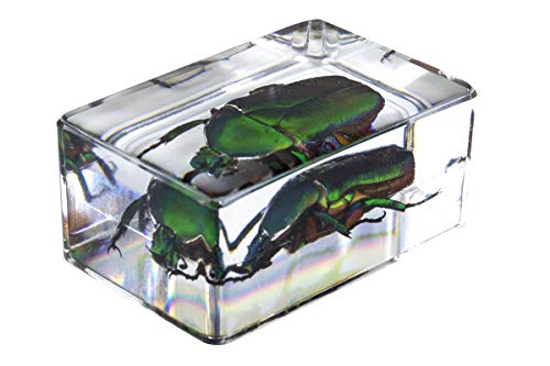 Celestron – Real 3D Bugs in Clear Resin – 4pc Set Includes Wasp, Ant, Chafer, and Beetle Specimens – Perfect for Science Eduction and Classroom – Use with Digital and Stereo Microscopes