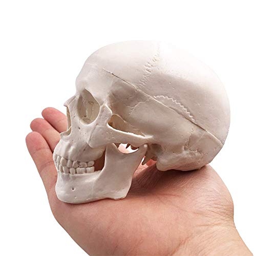 BornTo Edu Mini Skull Model - Small Size Human Medical Anatomical Adult Head Bone for Education