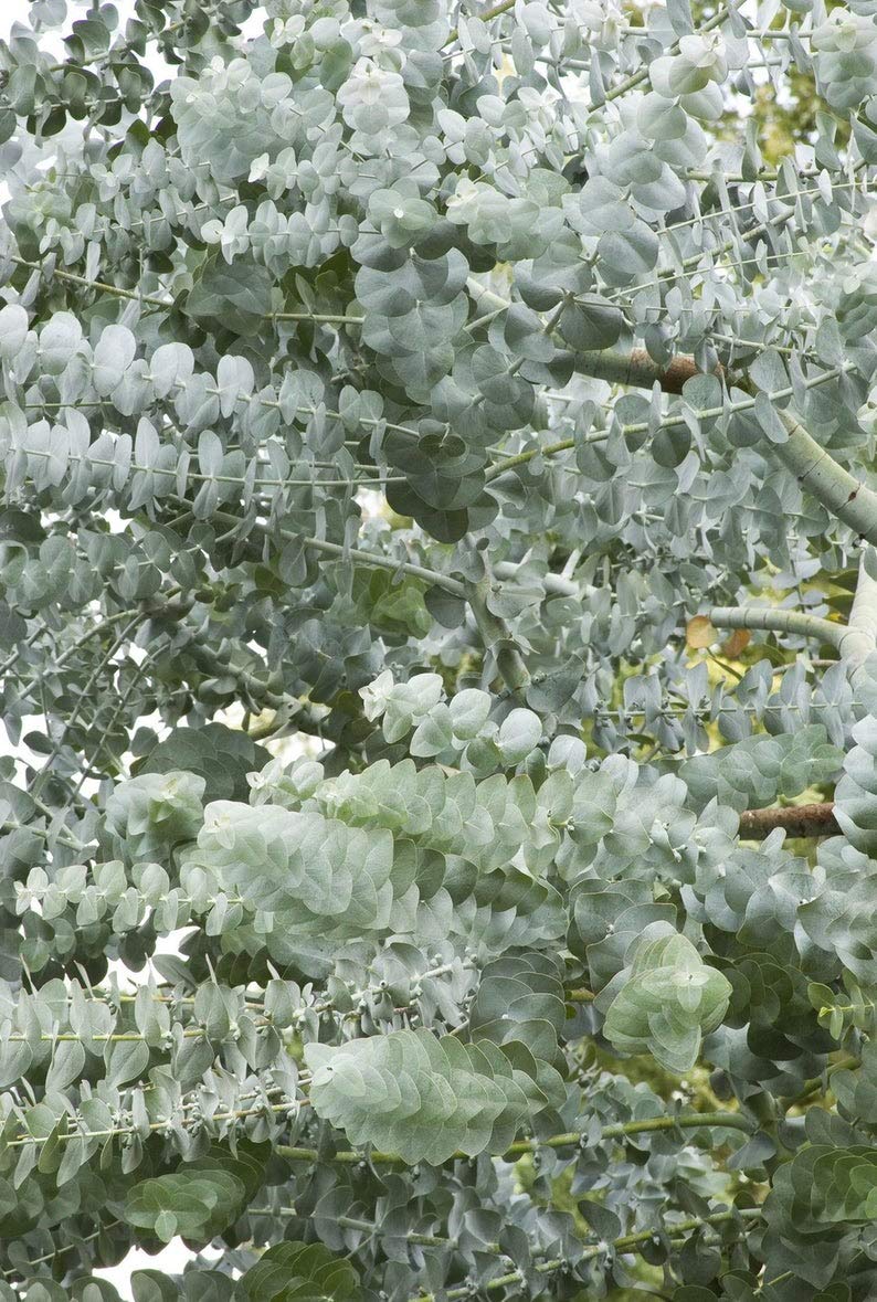 25+ Silver Drop Eucalyptus Seeds - Made in USA. Ships from Iowa. Great as Bonsai or Clip Branches for Floral Arrangements