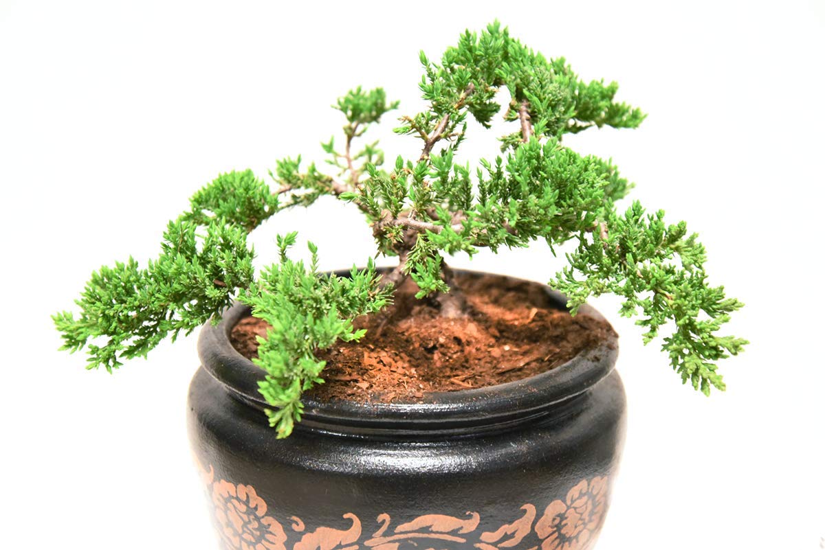 Bonsai Soil by Perfect Plants - 2qts. | Premium All-Purpose Mix Bonsai Tree Varieties