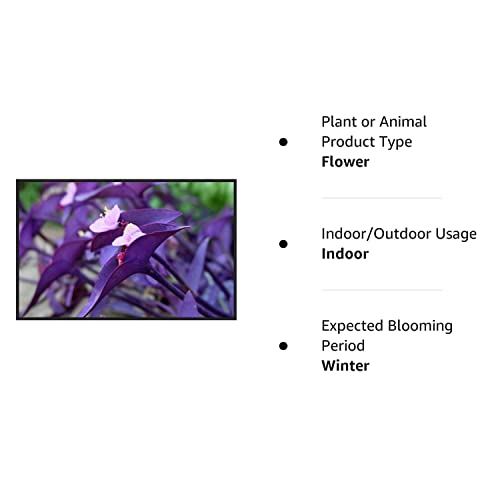 5 Cuttings Purple Heart Wandering Jew - Tradescantia Pallida Purpurea Plant