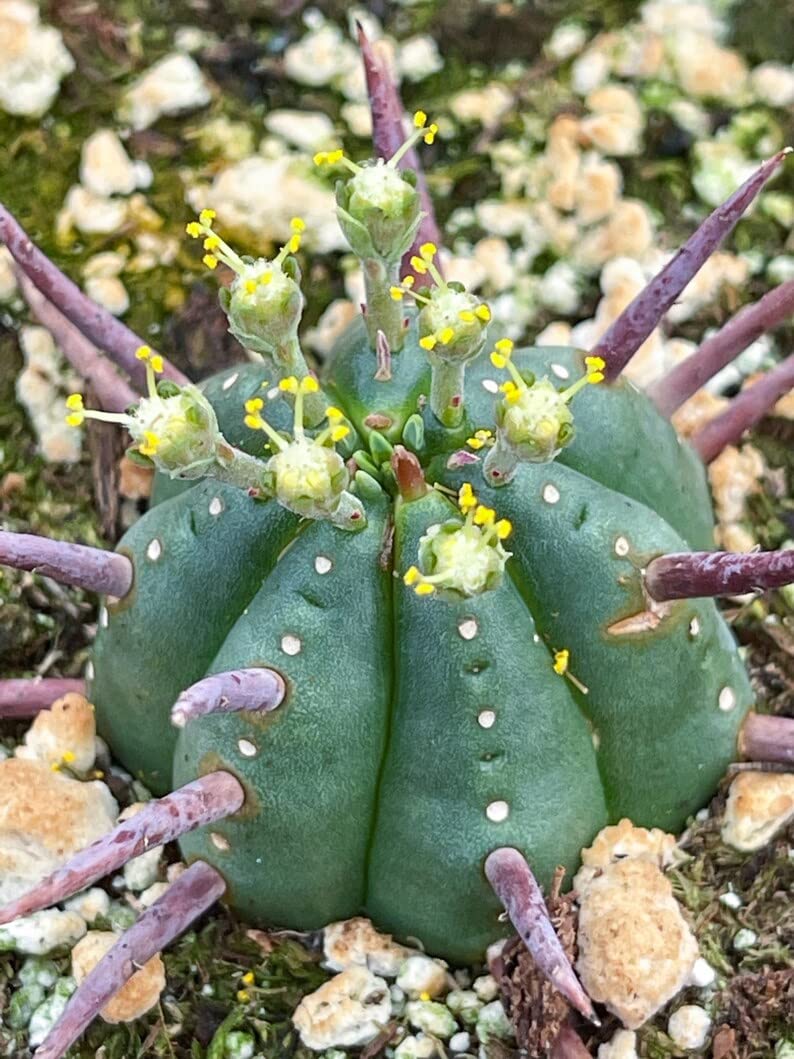 2” w/Babies Euphorbia Ferox with Babies | Cactus